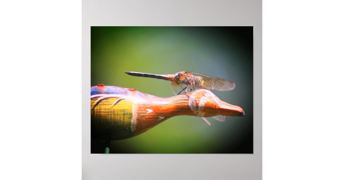 Dragonfly Co Pilot Insect Poster | Zazzle