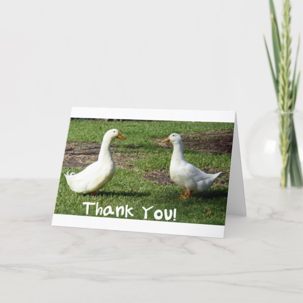 Duck Thank You Cards | Zazzle CA