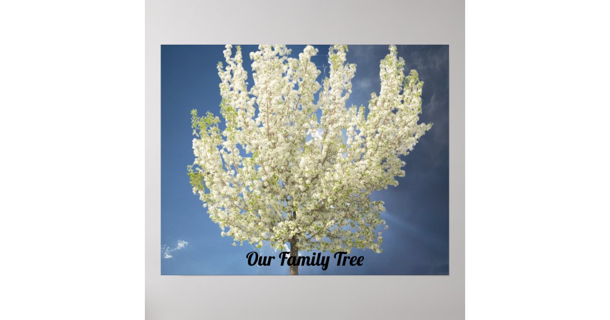 Family Tree White Blossoming Tree Photo | Blue Sky Poster | Zazzle