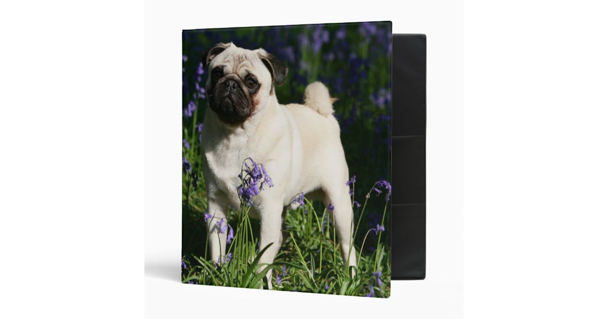 Fawn Pug Standing in the Bluebells Binder | Zazzle