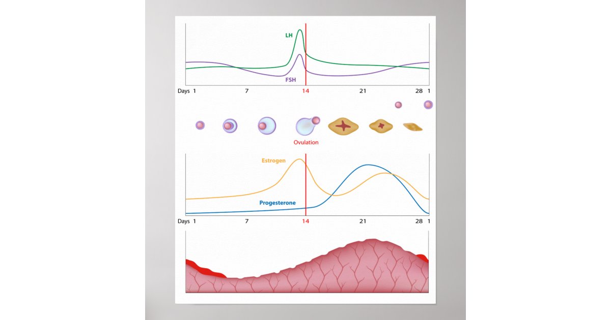 Female menstrual cycle Poster | Zazzle