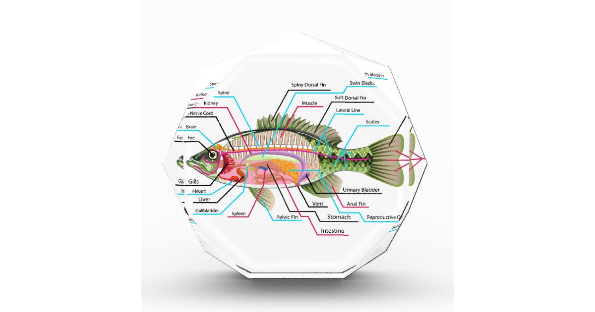 Fish internal organs Vector Art diagram Anatomy Award | Zazzle