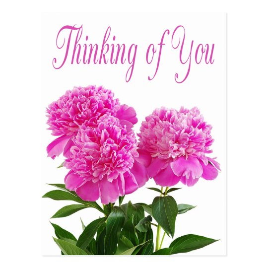 Floral Thinking Of You Pink Peony Flower Postcard | Zazzle.ca