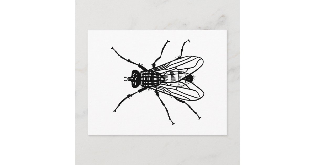 Fly drawing - insect, pest, flies postcard | Zazzle