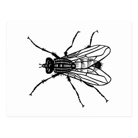 Fly drawing - insect, pest, flies postcard | Zazzle.ca