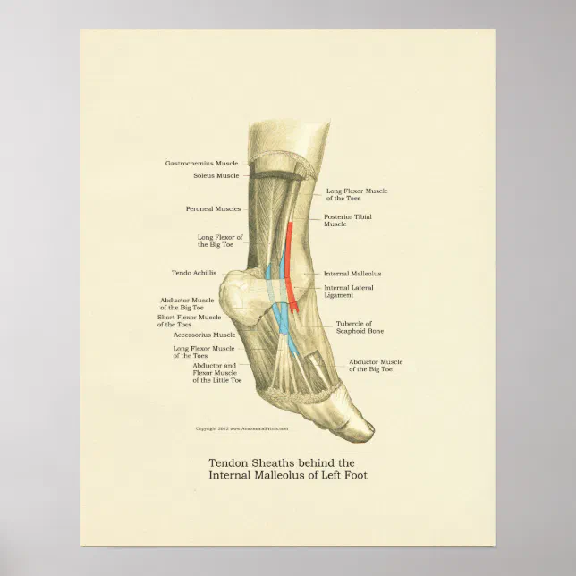 Foot & Ankle Tendons Anatomy Poster | Zazzle