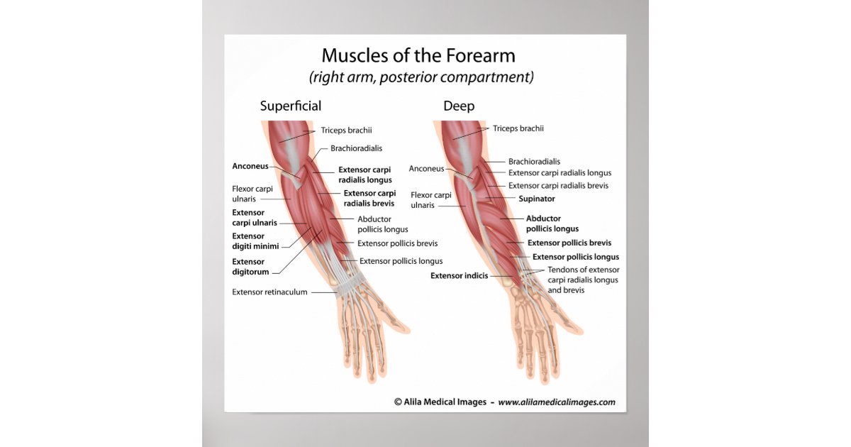 Forearm muscles dorsal compartment poster | Zazzle