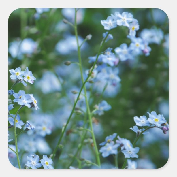 Forget Me Not Stickers | Zazzle CA