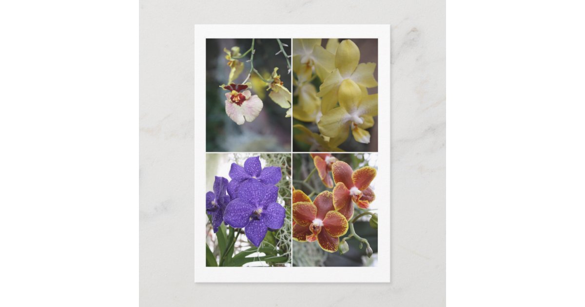 Four Orchids Postcard | Zazzle