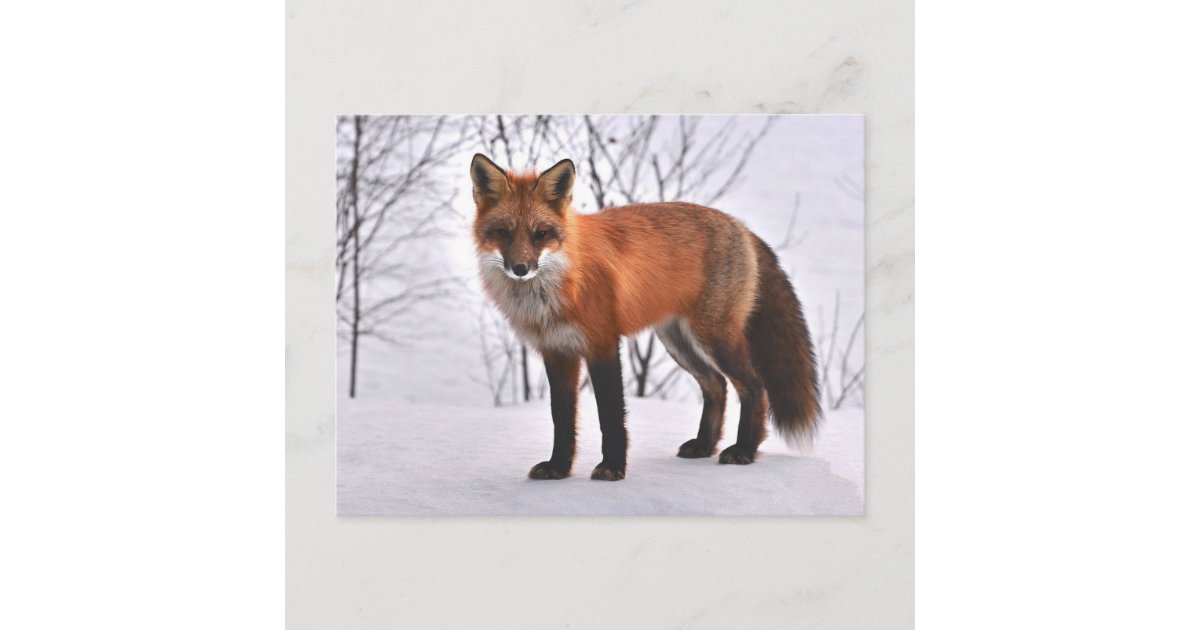 Fox Postcard | Zazzle