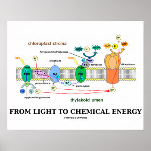 Chloroplast Posters, Prints & Poster Printing | Zazzle CA