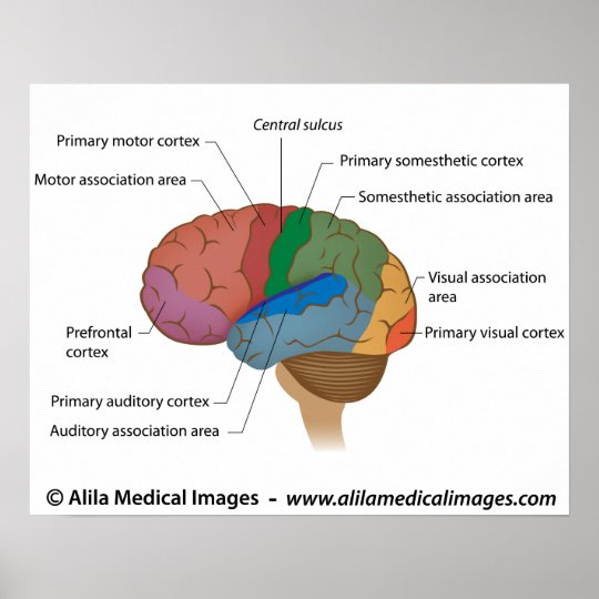 Functional areas of the cerebral cortex. poster | Zazzle.ca