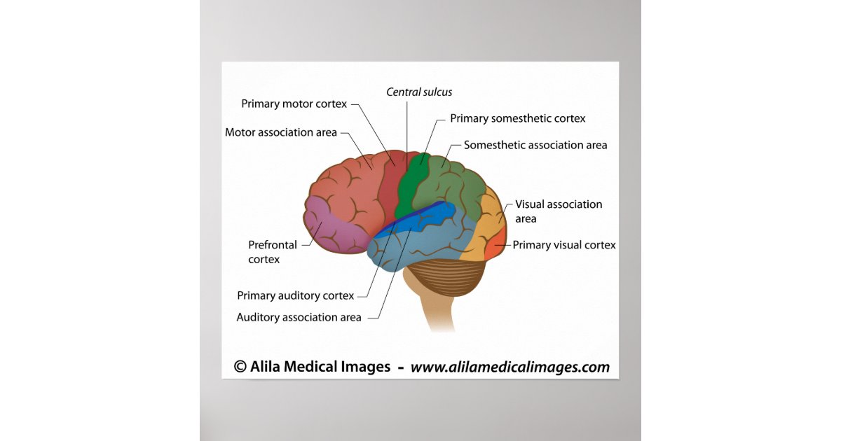 Functional areas of the cerebral cortex. poster | Zazzle