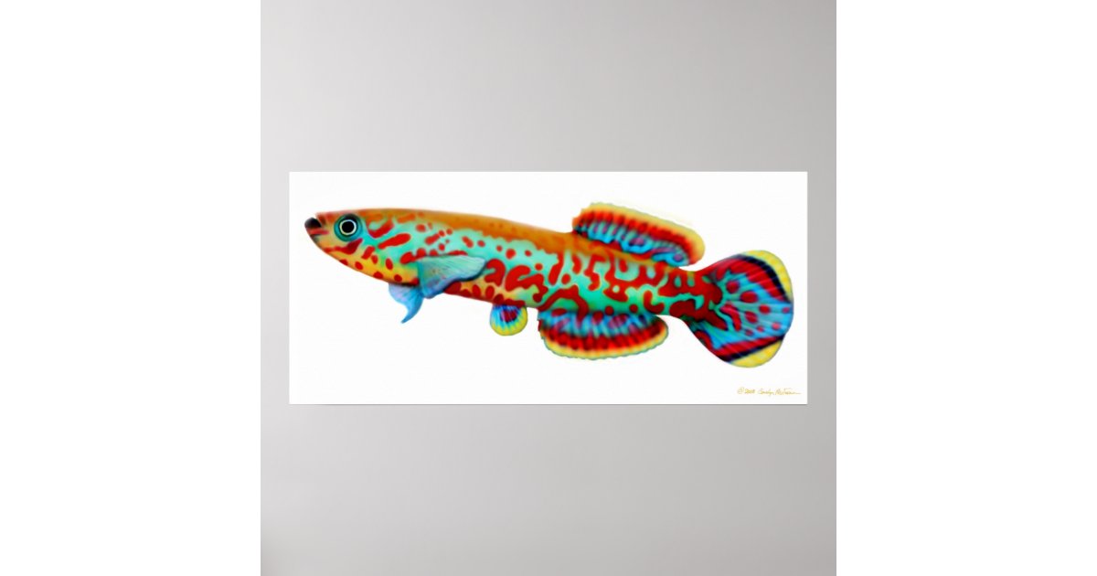 Fundulopanchax Gardneri Killifish Poster | Zazzle