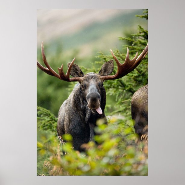 Moose Posters, Prints & Poster Printing | Zazzle CA