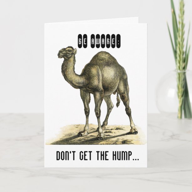 Camel Joke Ts On Zazzle Ca