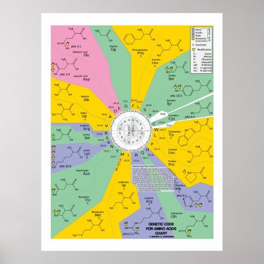 Genetic Code For Amino Acids (Chart Wheel) Poster | Zazzle.ca