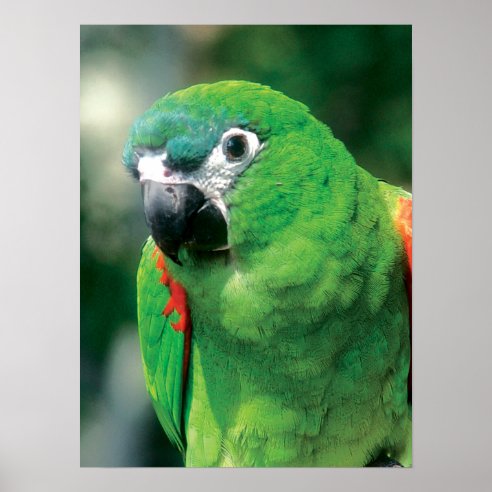 Tropical Parrot Posters, Prints & Poster Printing | Zazzle CA