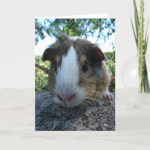 Guinea Pig Cards, Greeting Cards & More | Zazzle CA