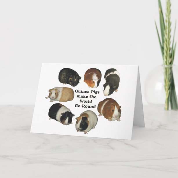 Guinea Pig Cards, Greeting Cards & More | Zazzle CA