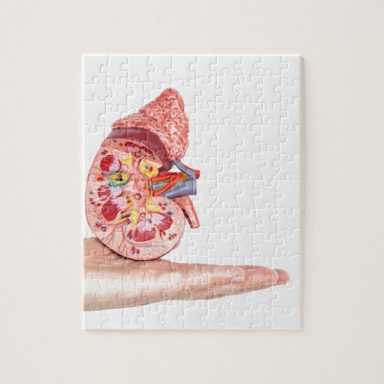 Hand showing model with inside of human kidney jigsaw puzzle | Zazzle.ca