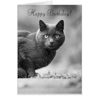 Happy Birthday Black Cat Cards, Happy Birthday Black Cat Greeting Cards ...