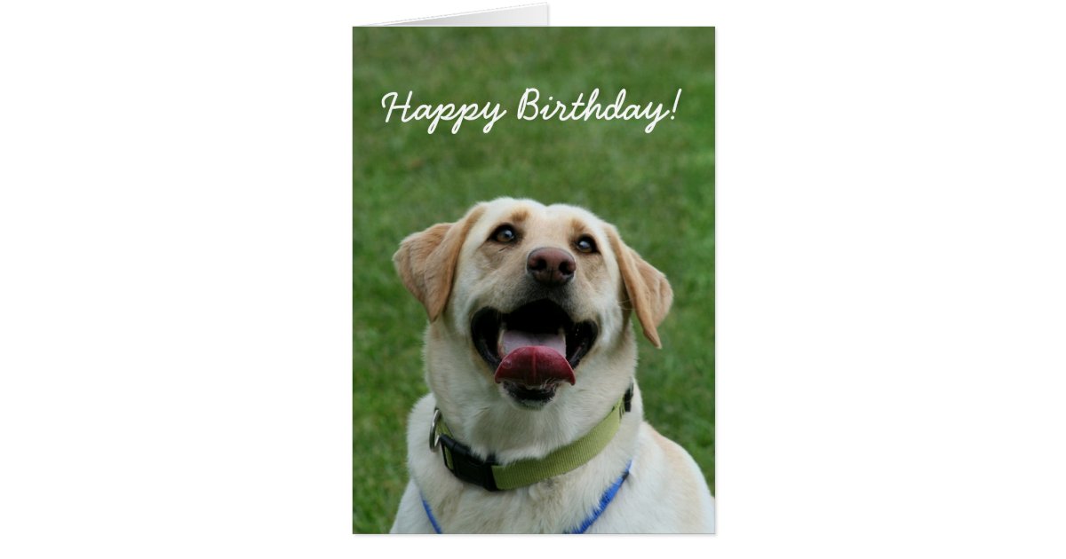 Happy Birthday Labrador Retriever greeting card | Zazzle