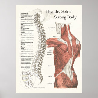 Chiropractors Posters | Zazzle Canada