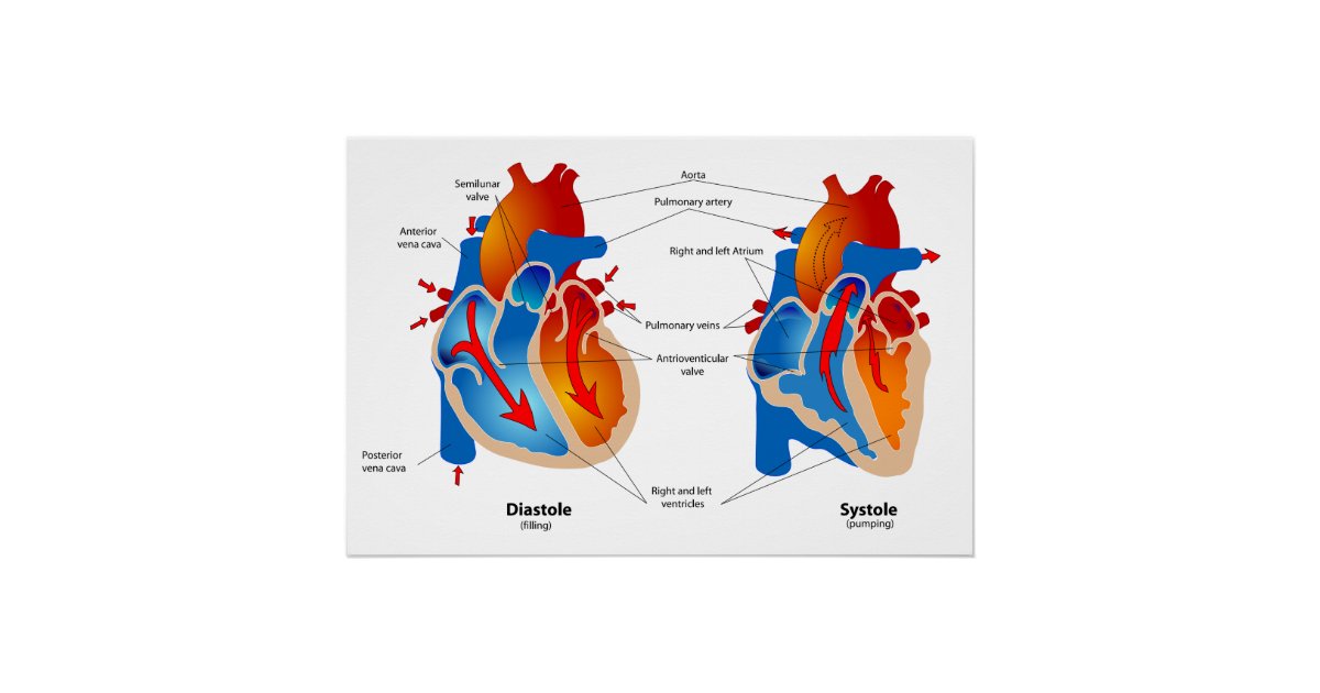 Heart Blood Flow Medical Chart Glossy Poster | Zazzle