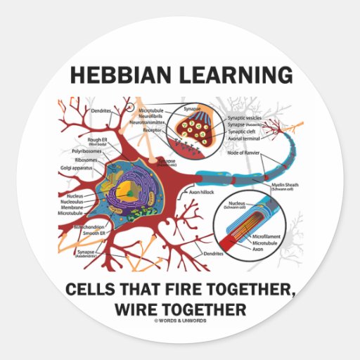 Hebbian Learning Cells Fire Together Wire Together Classic Round ...