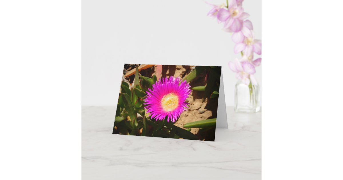Hottentot Fig Ground Creeping Ice Plant Card | Zazzle