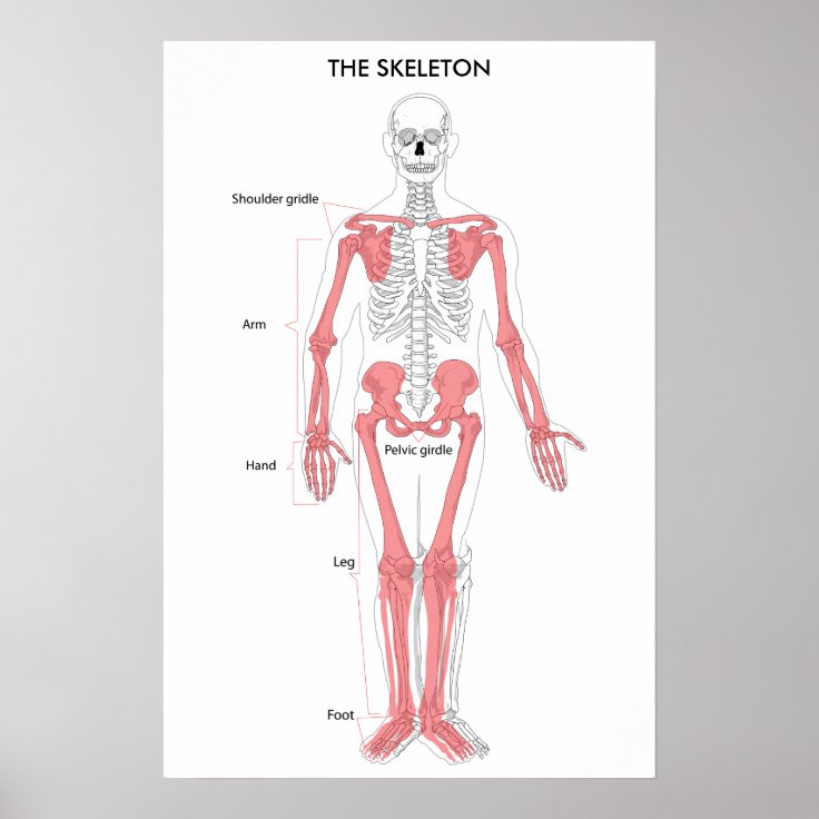 Human Body Anatomy Skeleton Anatomical Bone Chart | Zazzle