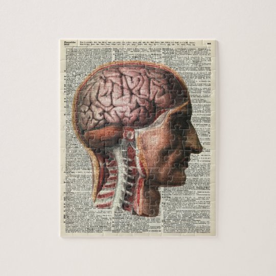 Human Brain Anatomy Jigsaw Puzzle | Zazzle.ca