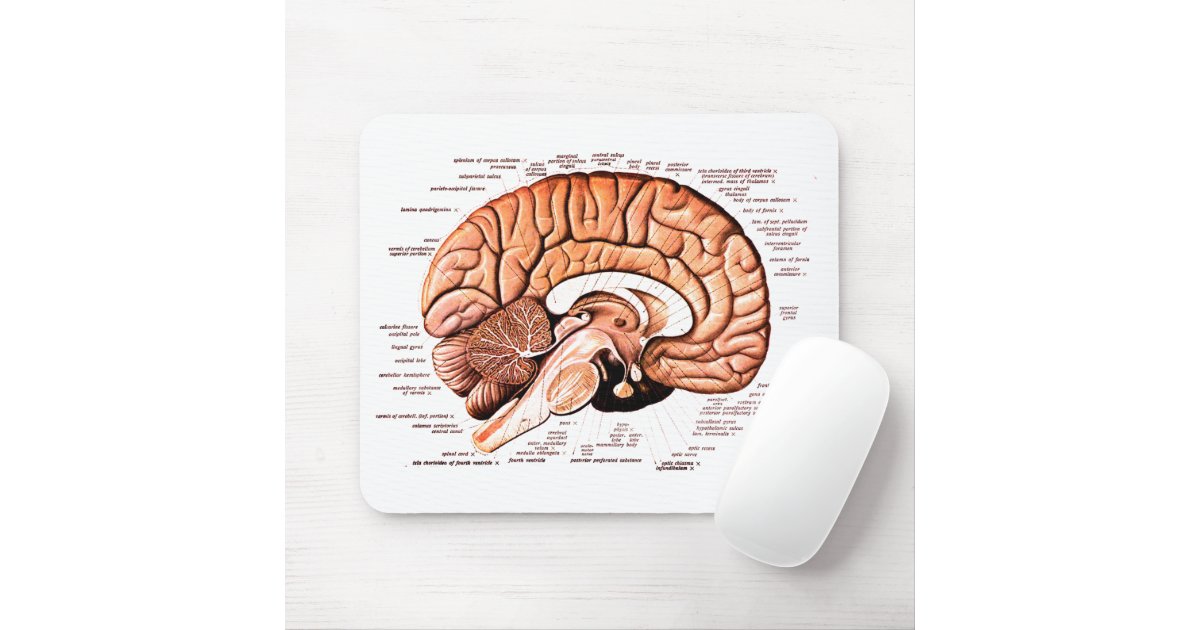 Human Brain Anatomy Medical Diagram Novelty Mouse Pad | Zazzle
