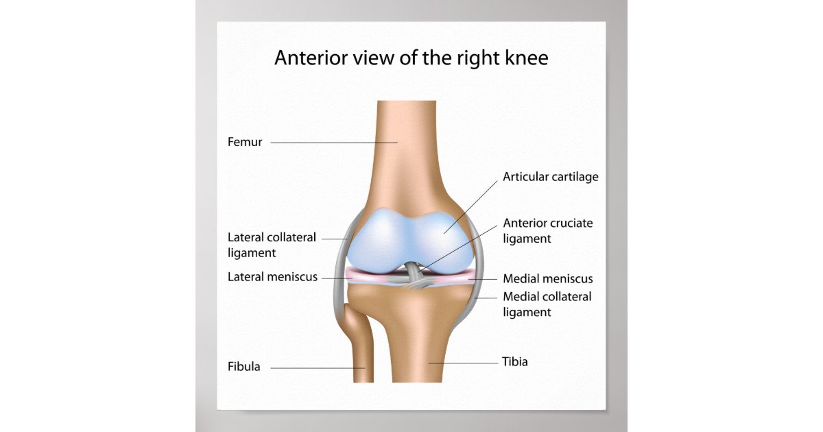 Human knee joint anatomy Poster | Zazzle Human knee joint anatomy Poster | Zazzle