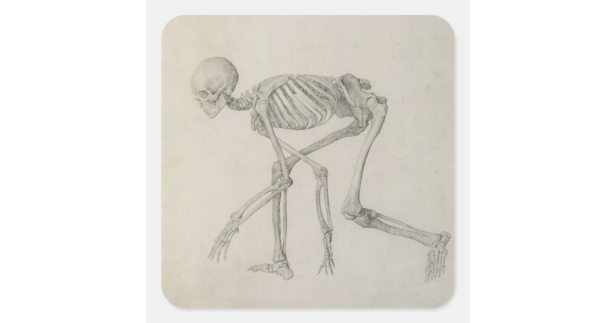 Human Skeleton: Lateral view in Crouching Posture, Square Sticker | Zazzle