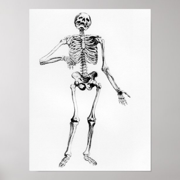 Skeleton Posters, Prints & Poster Printing | Zazzle CA