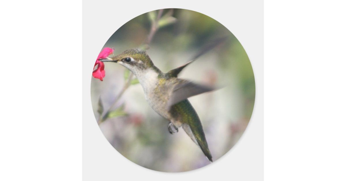 Hummingbird in Flight Classic Round Sticker | Zazzle
