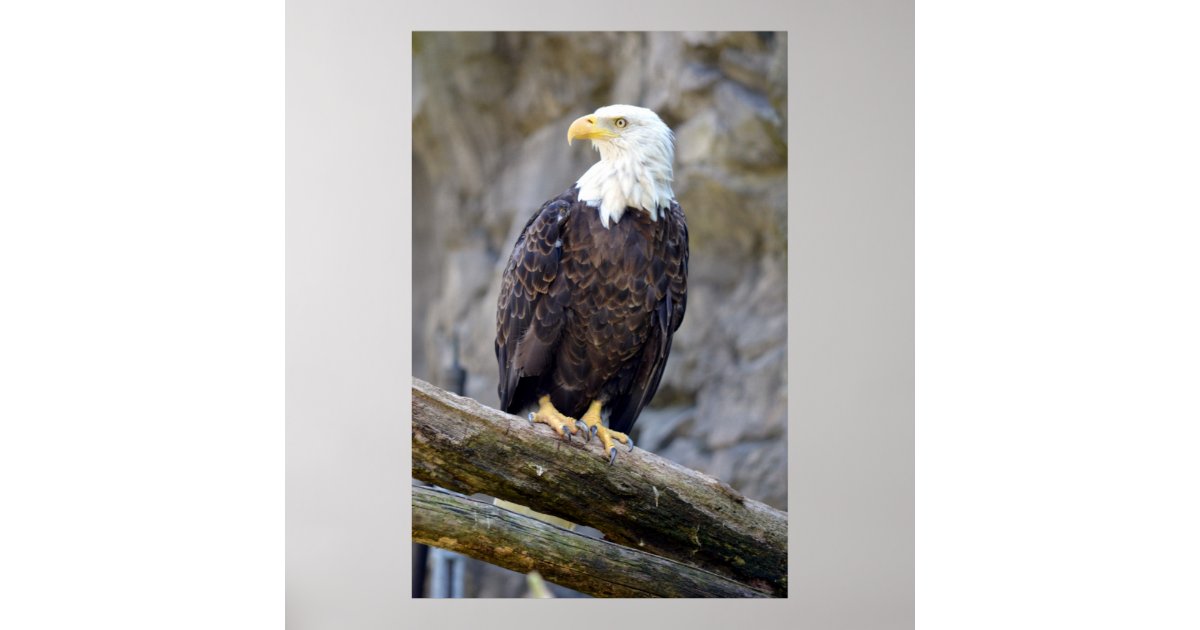 Iconic American Bald Eagle Poster | Zazzle