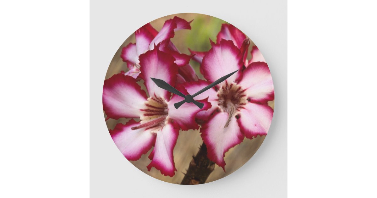 Impala Lily (Adenium Multiflorum), Kruger Large Clock | Zazzle