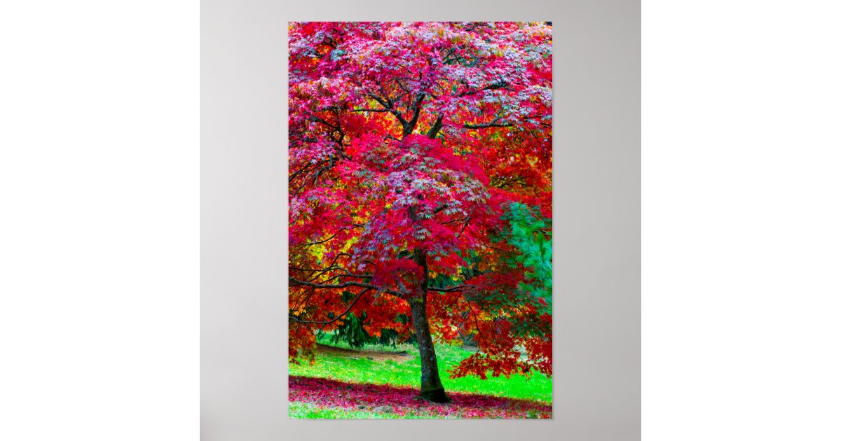 Japanese Maple Tree Poster | Zazzle