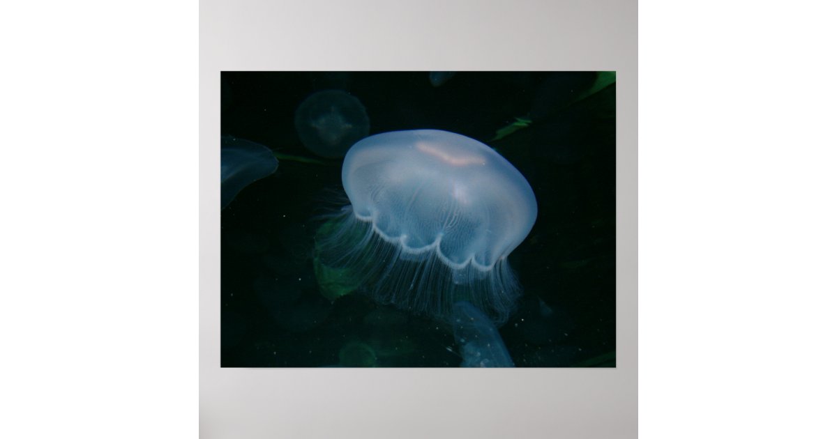 Jellyfish Poster | Zazzle
