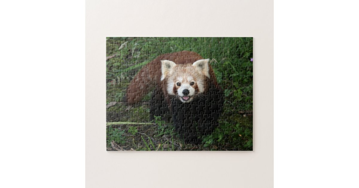 jigsaw - red panda jigsaw puzzle | Zazzle