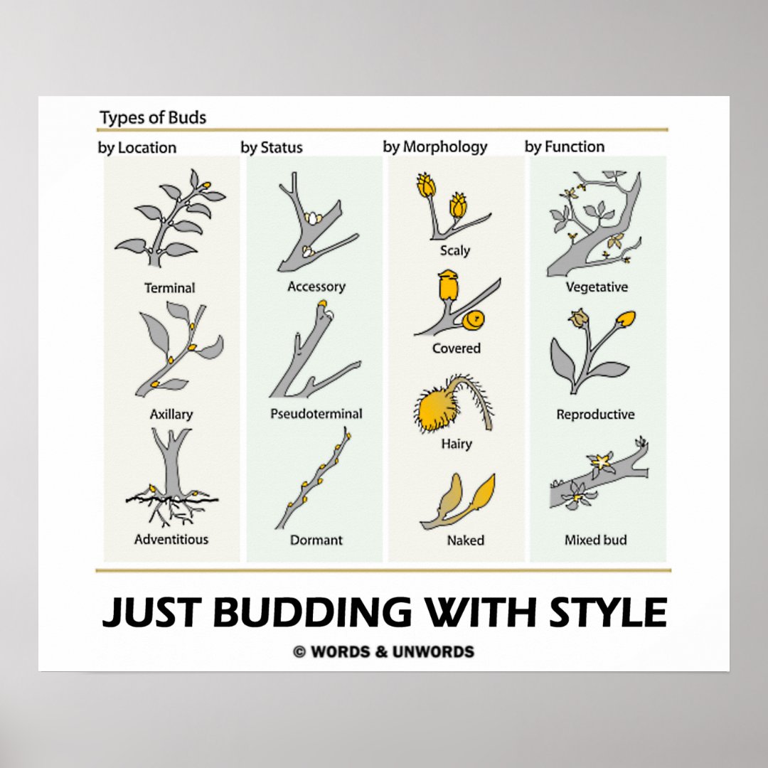 Just Budding With Style (Types Of Buds) Poster | Zazzle