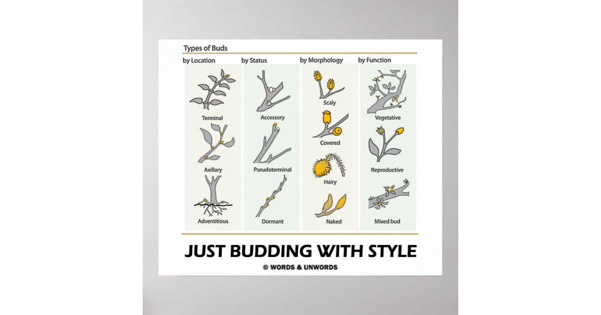 Just Budding With Style (Types Of Buds) Poster | Zazzle
