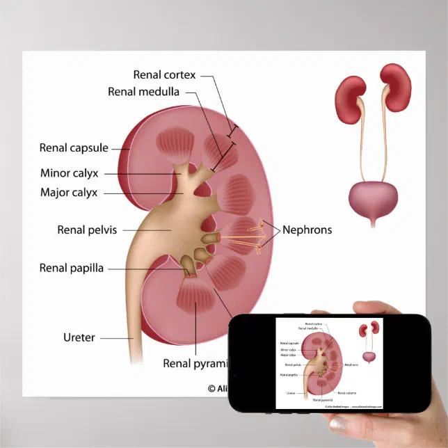 Kidney anatomy, labeled diagram. poster | Zazzle