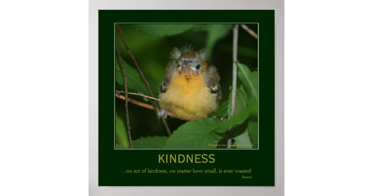 Kindness Inspirational Quote Baby Oriole Poster | Zazzle