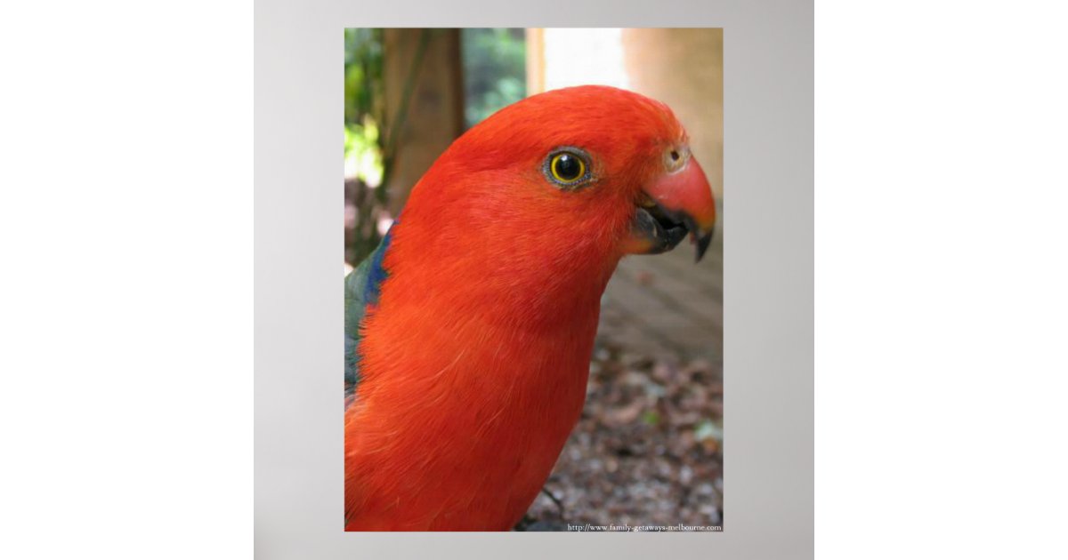 King Parrot - Australian Native Bird Series Poster | Zazzle