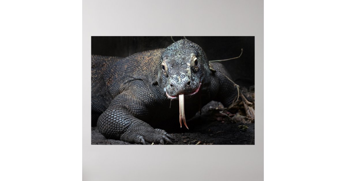 komodo dragon tongue out drooling poster | Zazzle