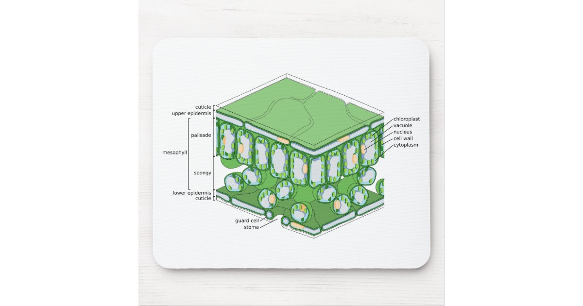 Leaf Tissue Structure Plant Cell Diagram Chart Mouse Pad | Zazzle
